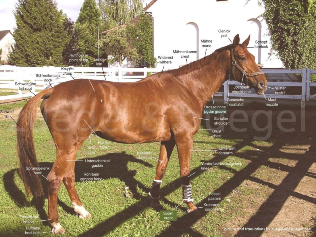 Pferdevokabular Deutsch-Englisch